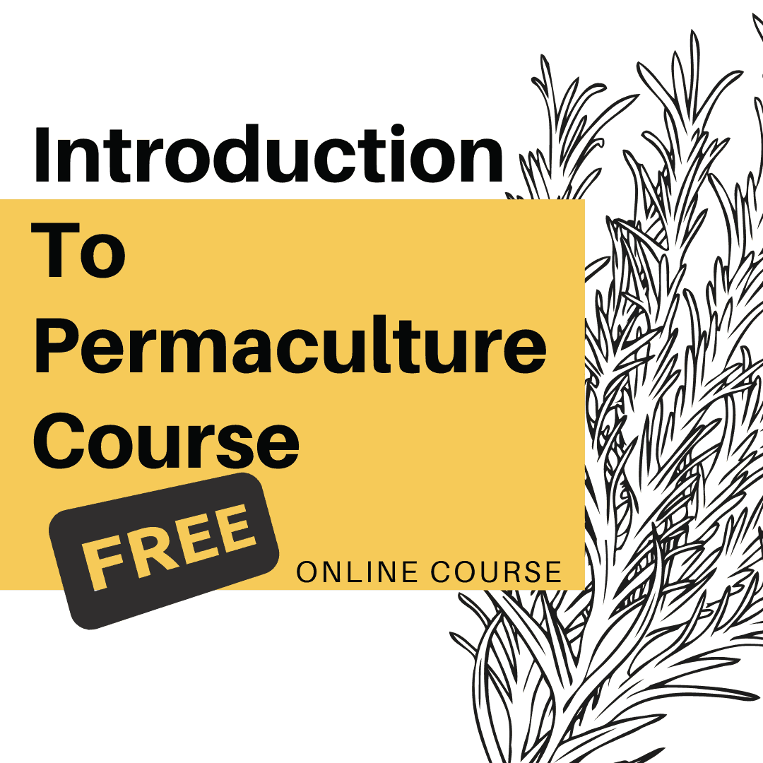 Internationally Recognized Permaculture Design Certificate