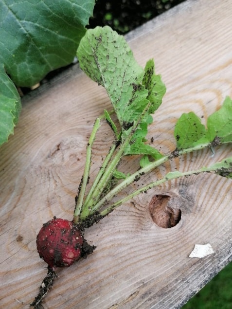 Food Forests - Permaculture Education